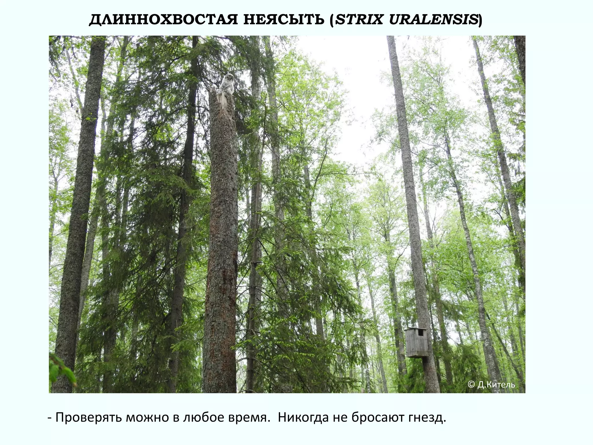 Скворечник для совы | PPT