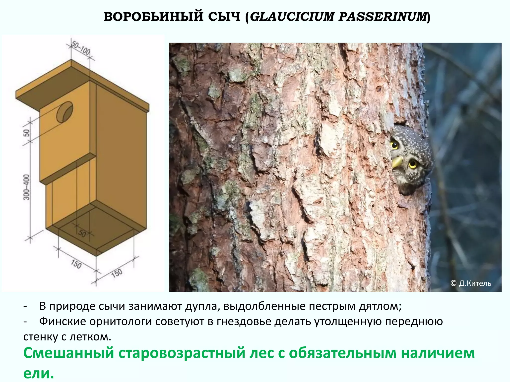 Скворечник для совы | PPT