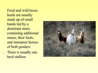 Wild And Feral Horses | PPT