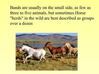 Wild And Feral Horses | PPT