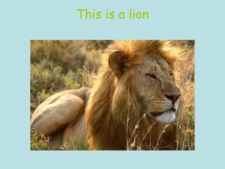 WILD ANIMALS | PPT
