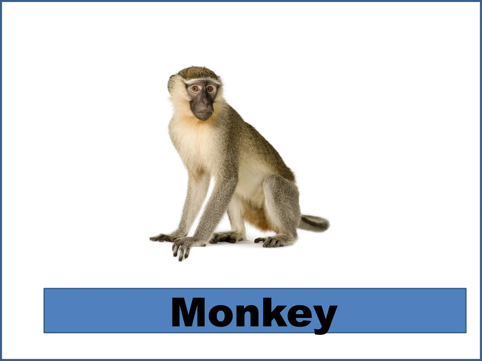 wild-animals-conversation-topics-dialogs_136759.pptx