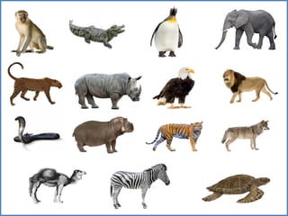 wild-animals-conversation-topics-dialogs_136759.pptx