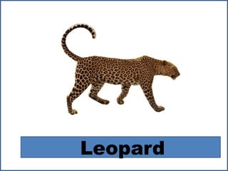 wild-animals-conversation-topics-dialogs_136759.pptx