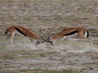 Rarely Seen Wild Animals Fighting Photos | Wildlife Photography | PPTX