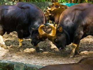 Rarely Seen Wild Animals Fighting Photos | Wildlife Photography | PPTX