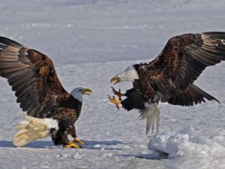Rarely Seen Wild Animals Fighting Photos | Wildlife Photography | PPTX
