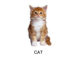 Wild Or Domestic Animal | PPS