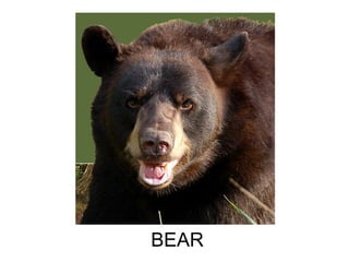 Wild Or Domestic Animal | PPS