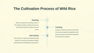 Experience Nature's Bounty: Battle River Wild Rice | PDF | Agriculture ...