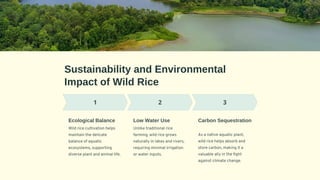 Experience Nature's Bounty: Battle River Wild Rice | PDF | Agriculture ...