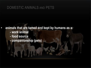 Wild and Domestic animals | PPTX