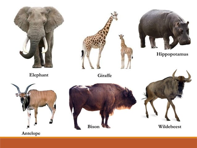 Wild Animal with names and pictures of themself.ppt