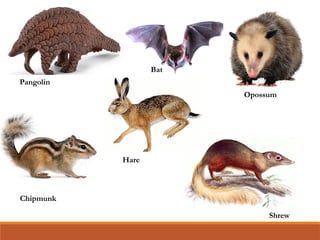 Wild Animal with names and pictures of themself.ppt