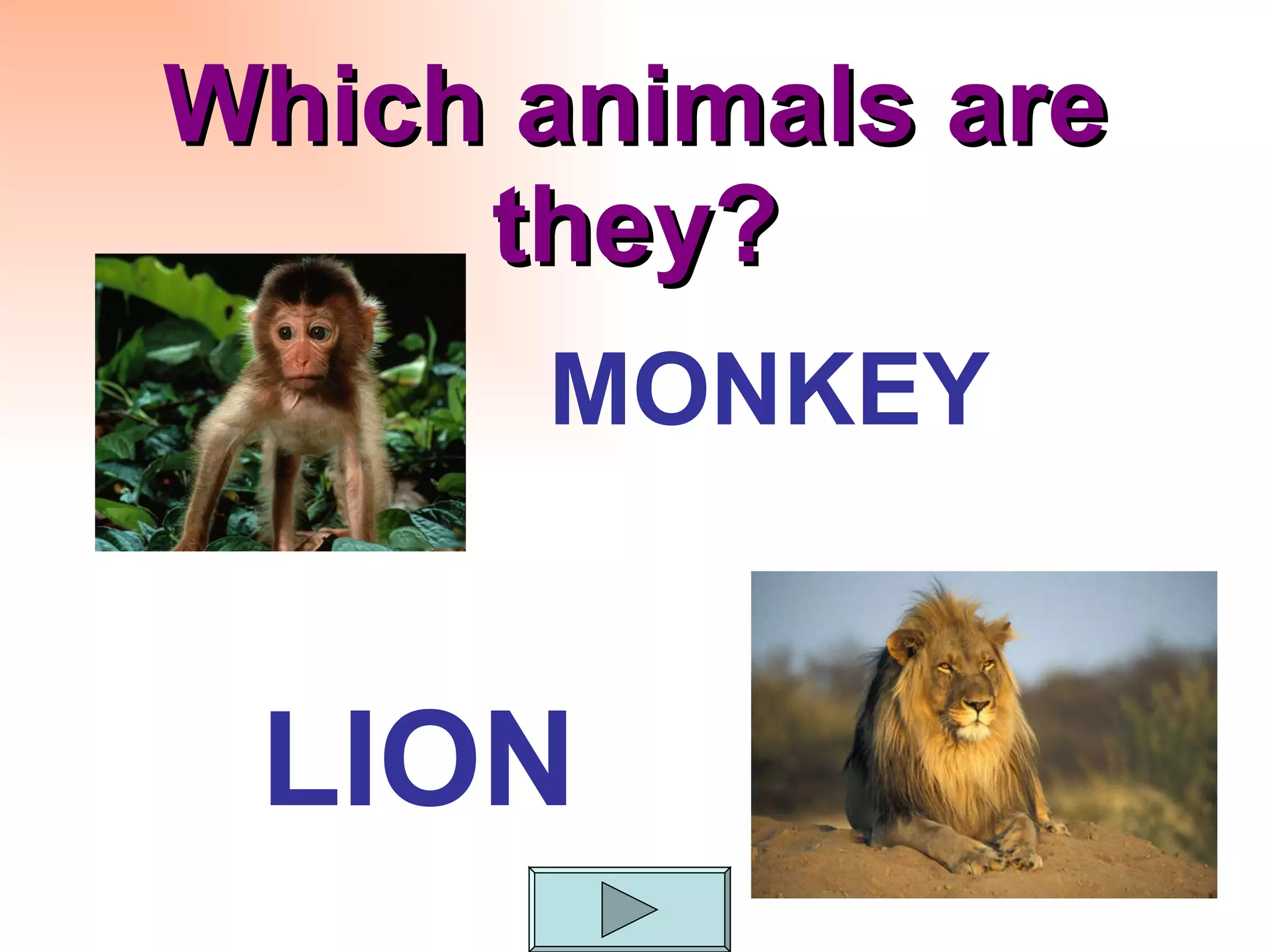 Wild animals | PPT | Zoos & Aquariums | Attractions