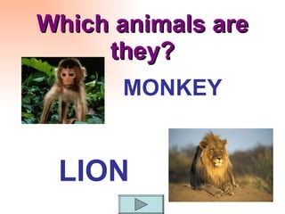 Wild animals | PPT