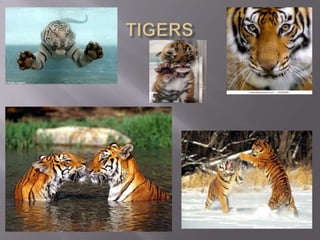 Wild animals | PPT