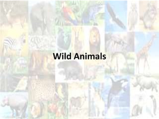 Wild animals | PPTX