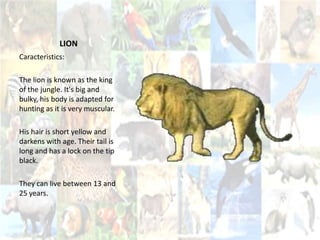 Wild Animals Photos And Information