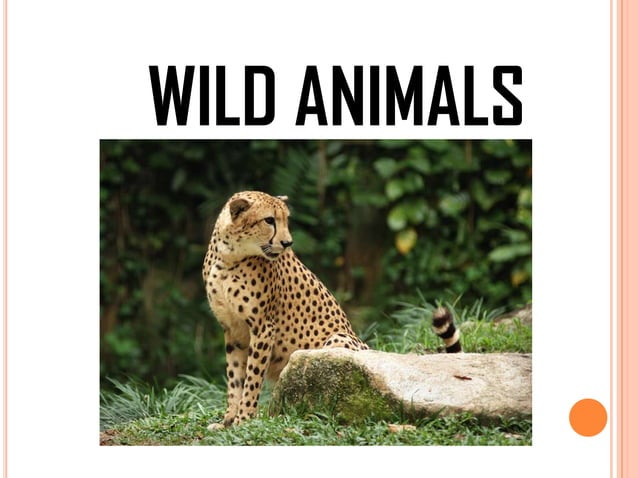 Wild animals | PPT