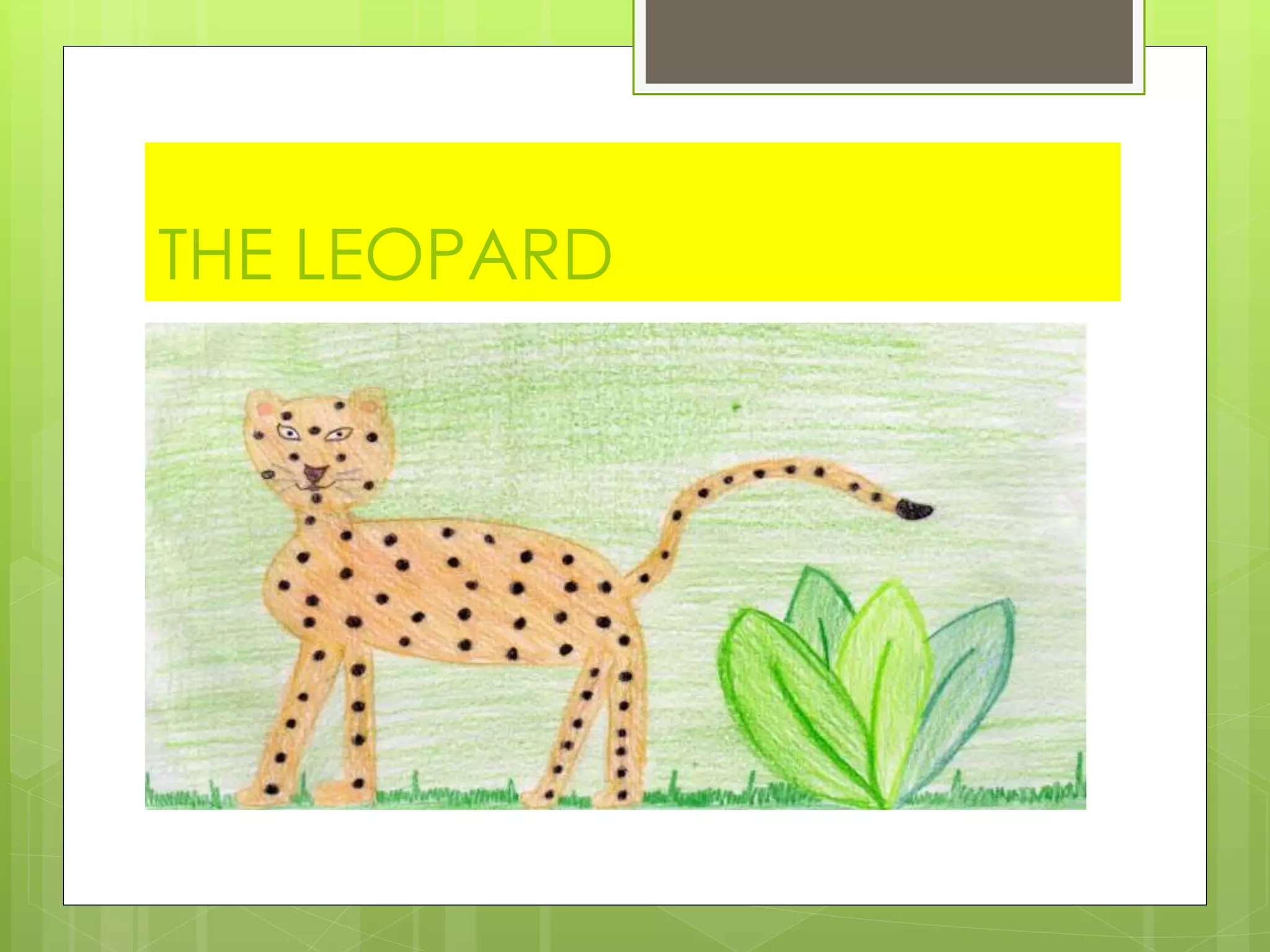 Wild animals | PPT