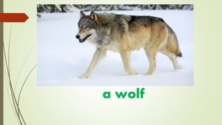 Wild animals | PPTX