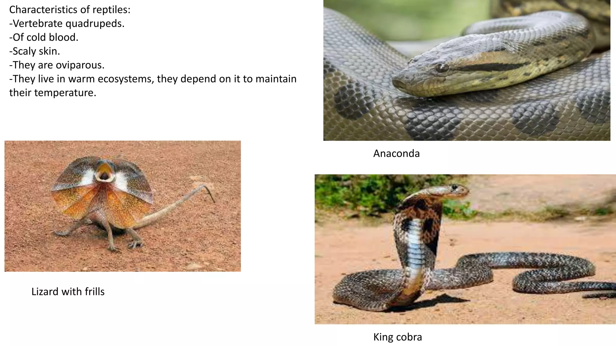 Wild animals | PPTX