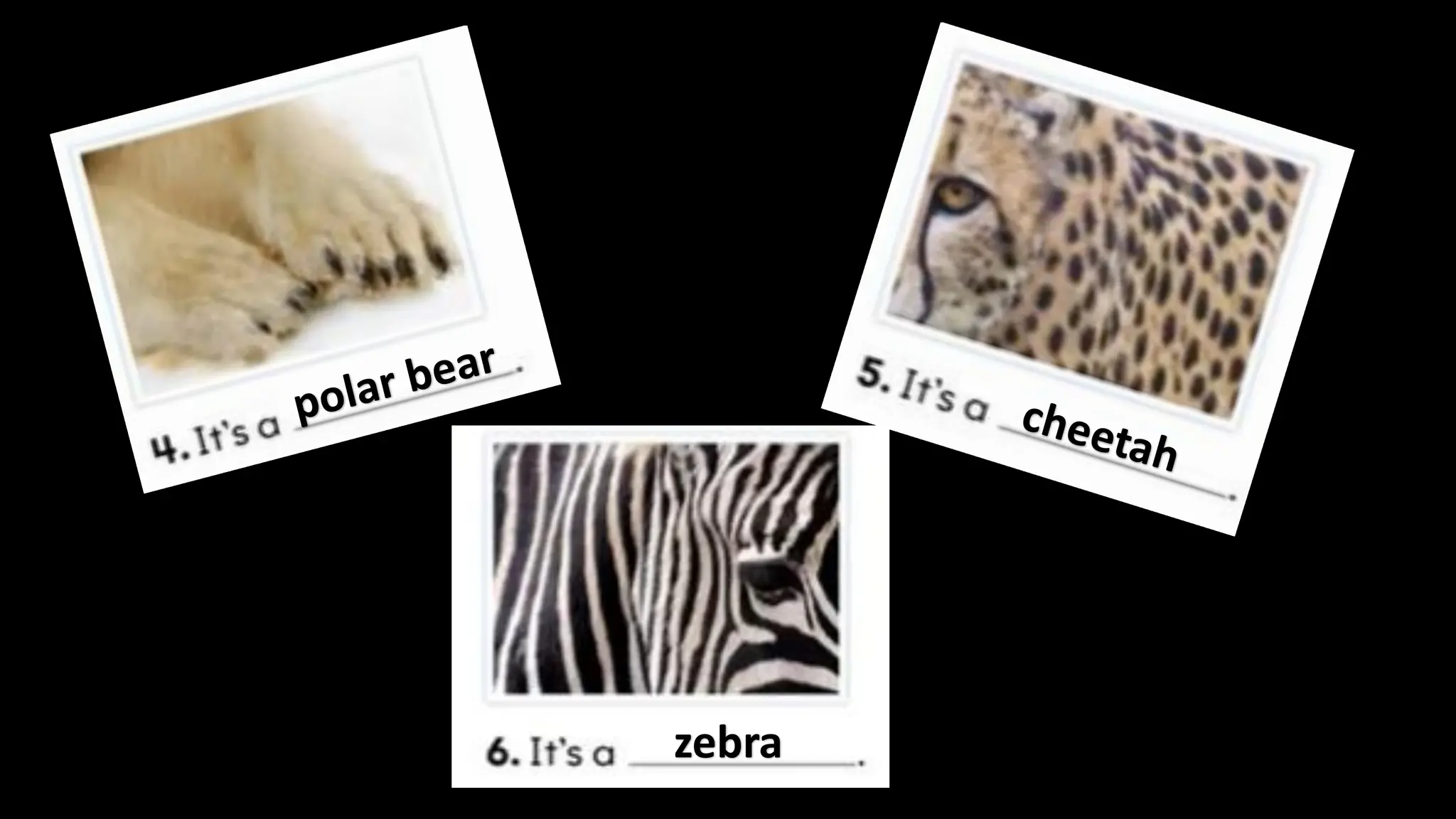 Learning Wild Animals for Elementary Class .pdf