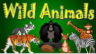 List of wild animals for kindergarten kids | PPT