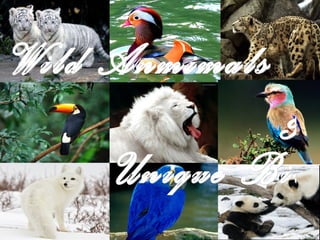 Wild animals and unique birds | PPT