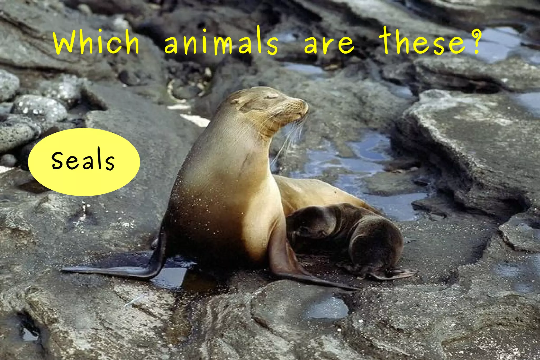 Wild animals blog.ppt