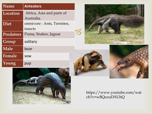 Wild animals - grade 1 | PPTX | Africa Travel | Travel Locations