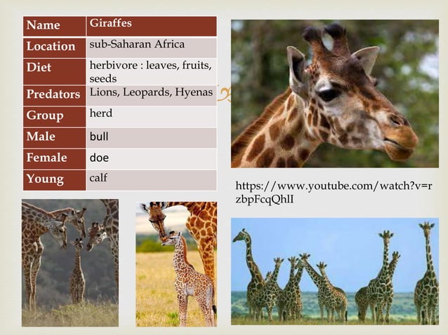 Wild animals - grade 1 | PPTX | Africa Travel | Travel Locations