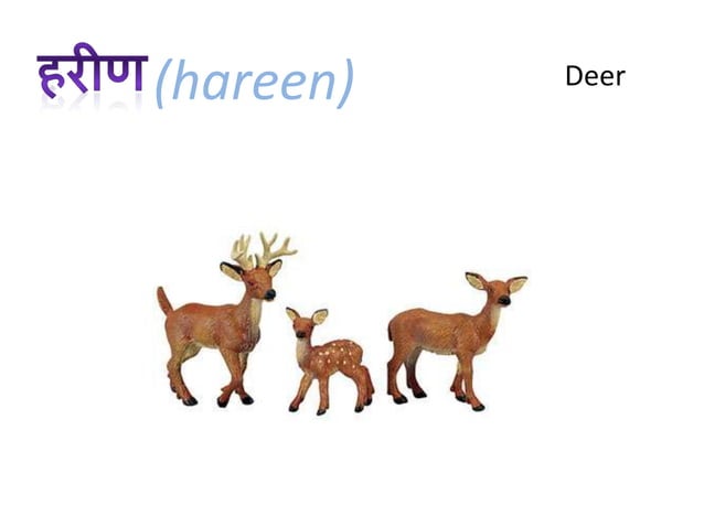 Wild Animals in marathi | PPTX
