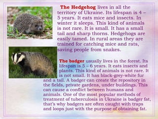 Wild animals in ukraine | PPTX