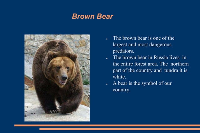 Wild animals of russia | PPT