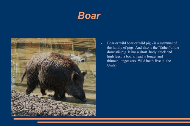 Wild animals of russia | PPT