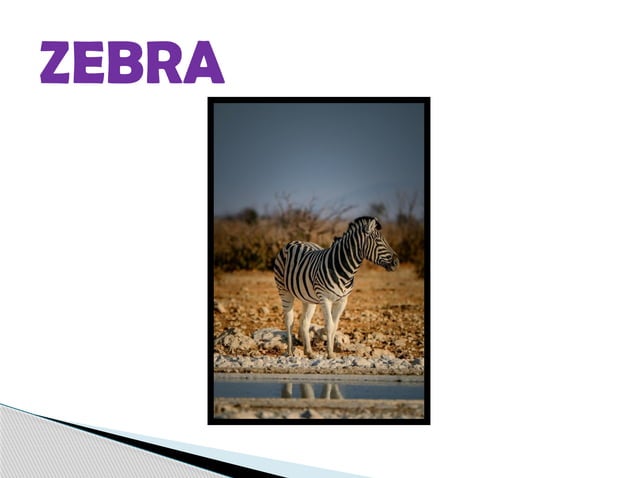 WILD ANIMALS POWERPOINT WILD ANIMALS POWERPOINT | PPTX