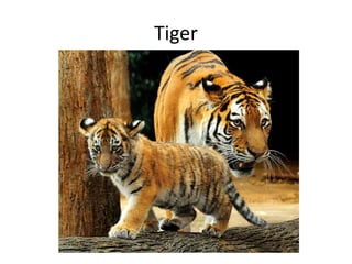 WILD ANIMALS | PPTX
