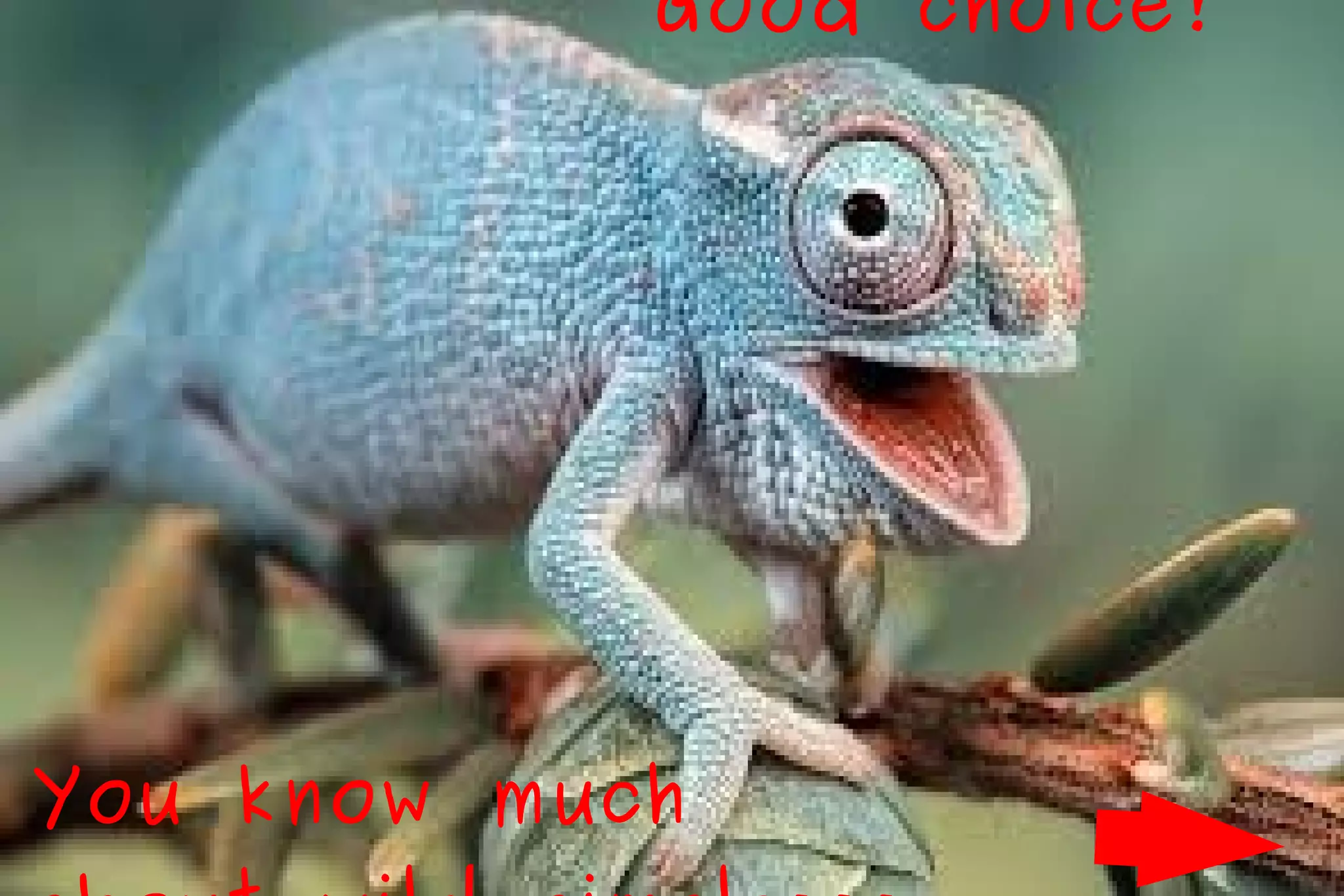 Wild animals ppt | ODP