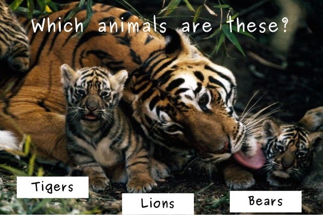Wild animals ppt