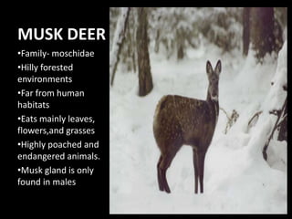 Wild animals presentation. | PPT