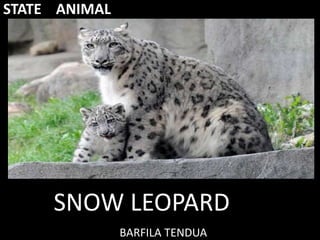 Wild animals presentation. | PPT