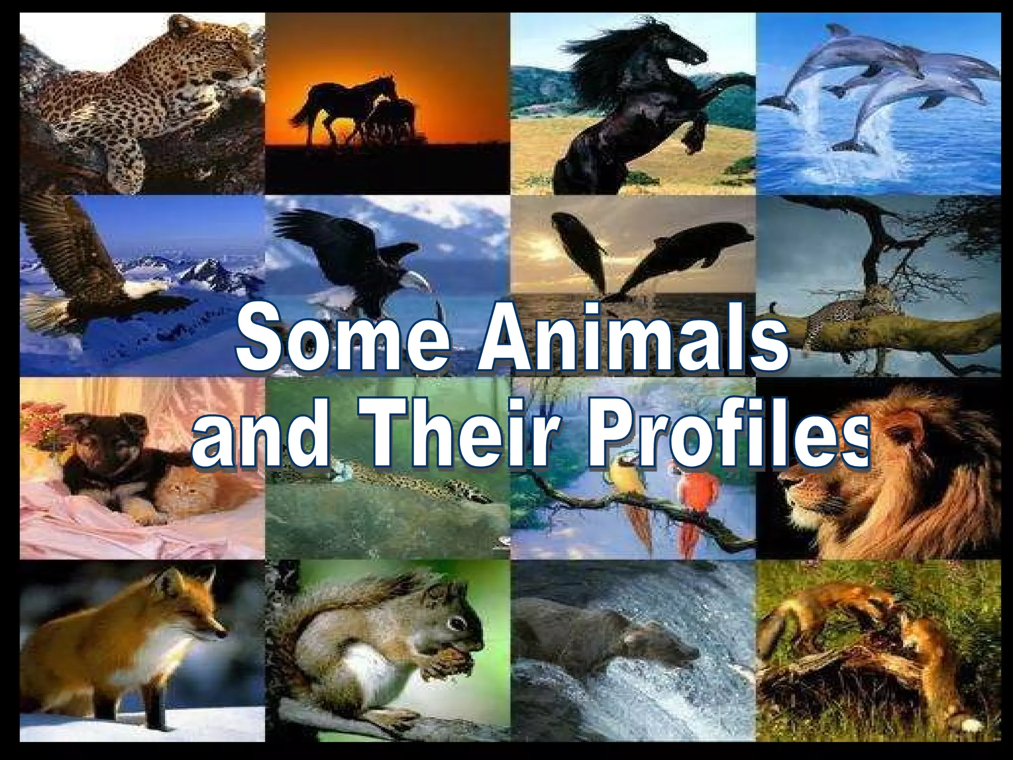 Wild Animals Primary | PPT