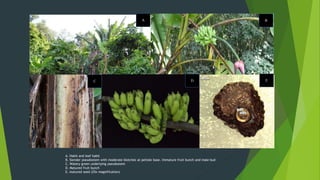 Wild Bananas of Malaysia (P. Malaysia & Sabah).pptx