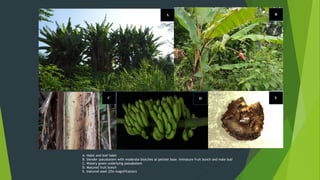 Wild Bananas of Malaysia (P. Malaysia & Sabah).pptx