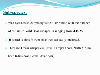 Wild boar | PPTX