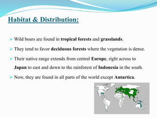 Wild boar | PPTX