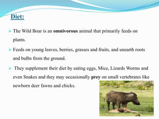 Wild boar | PPTX