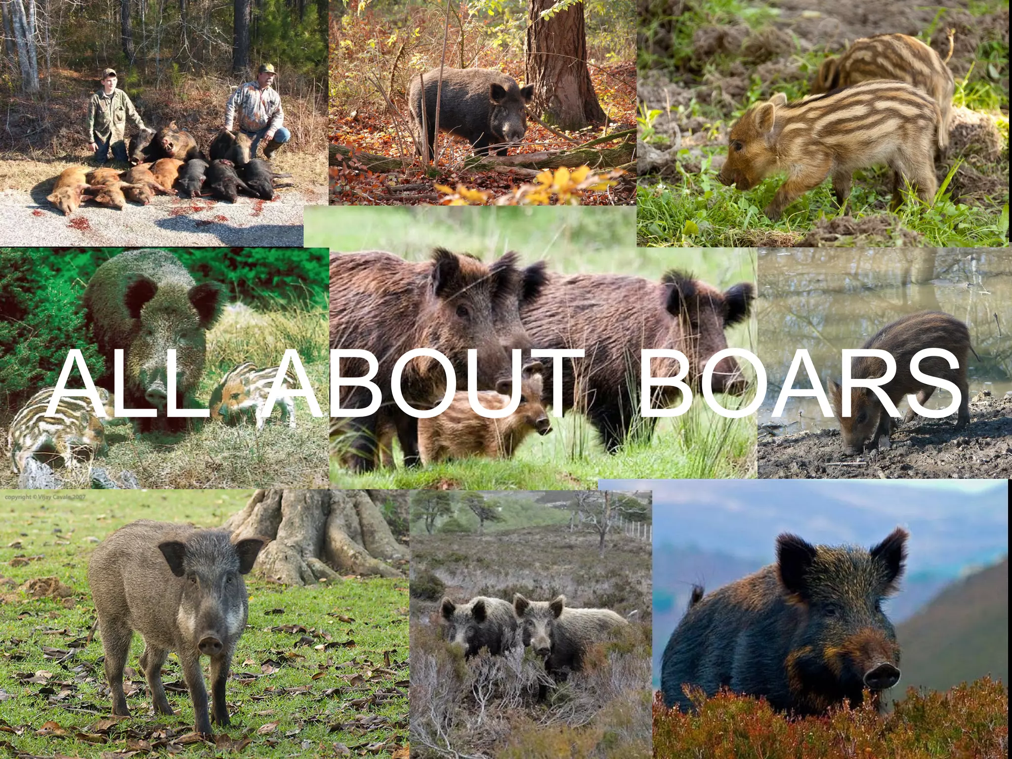 Wild boars keynote | PPT | Hunting and Shooting | Sports